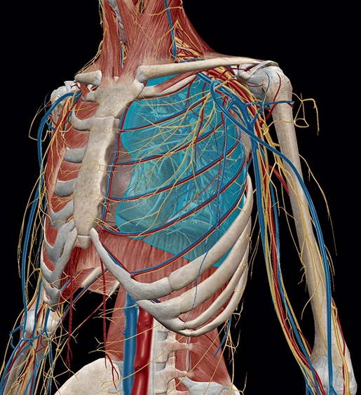 Anatomy And Physiology The Relationships Of The Respiratory System Anatomy And Physiology The Relationships Of The Respiratory System